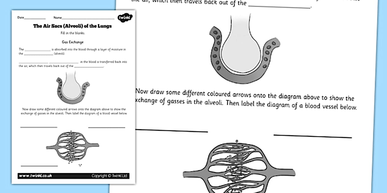 Lower Ability Human Body Air Sacs Alveoli Labelling Worksheet