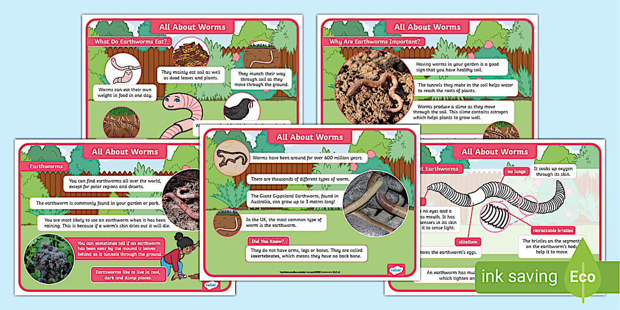 Kindergarten All About Worms Fact Files (Teacher-Made)