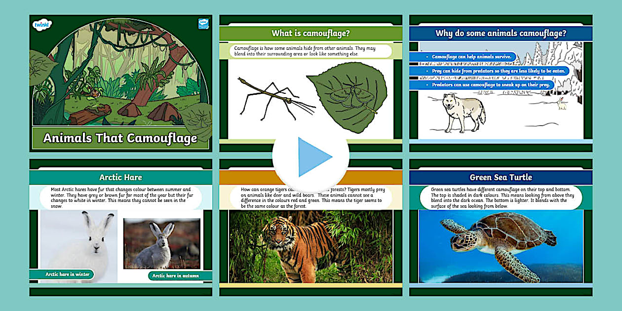 Animals That Camouflage PowerPoint - KS1 (teacher made)