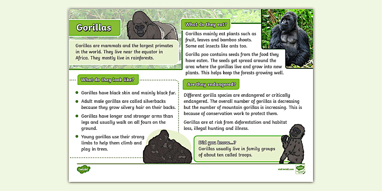 KS1 Gorilla Fact File (creat de profesori) - Twinkl