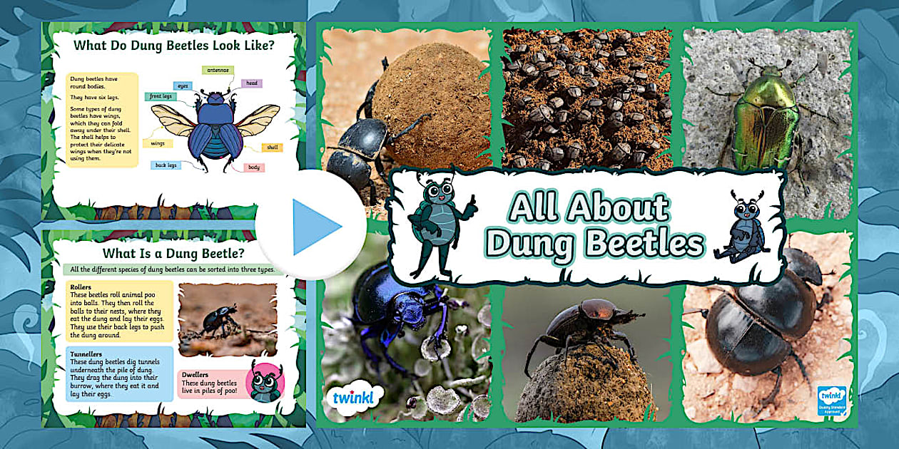 Dung Beetle Information PowerPoint | Twinkl Originals | KS1