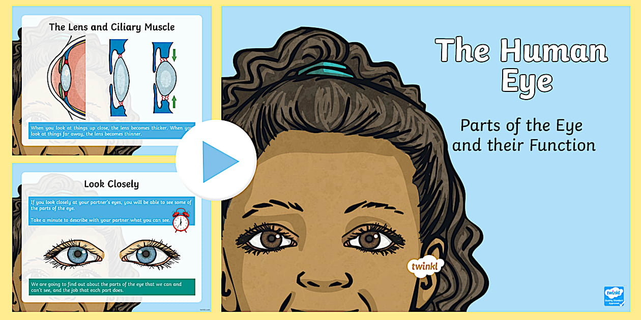 Parts of the Eye PowerPoint - Twinkl
