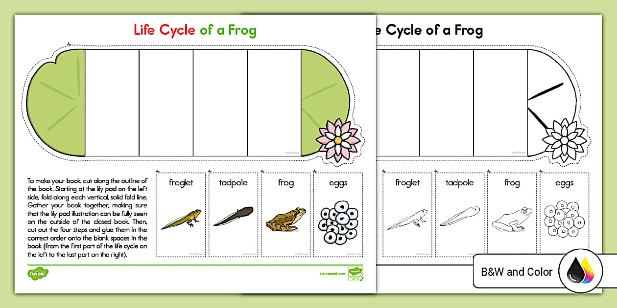 Life Cycle of a Frog Foldable Booklet for K-2nd Grade