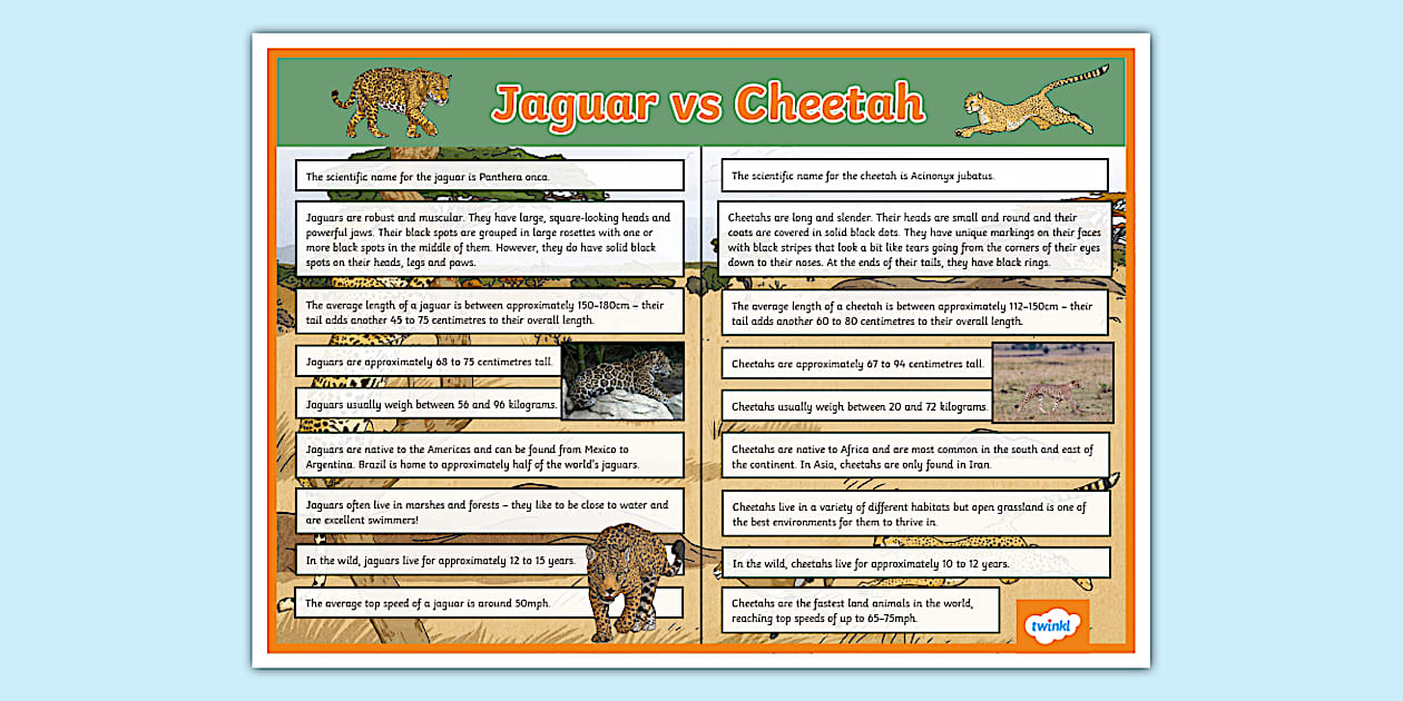 Jaguar vs Cheetah Fact File Poster (teacher made) - Twinkl