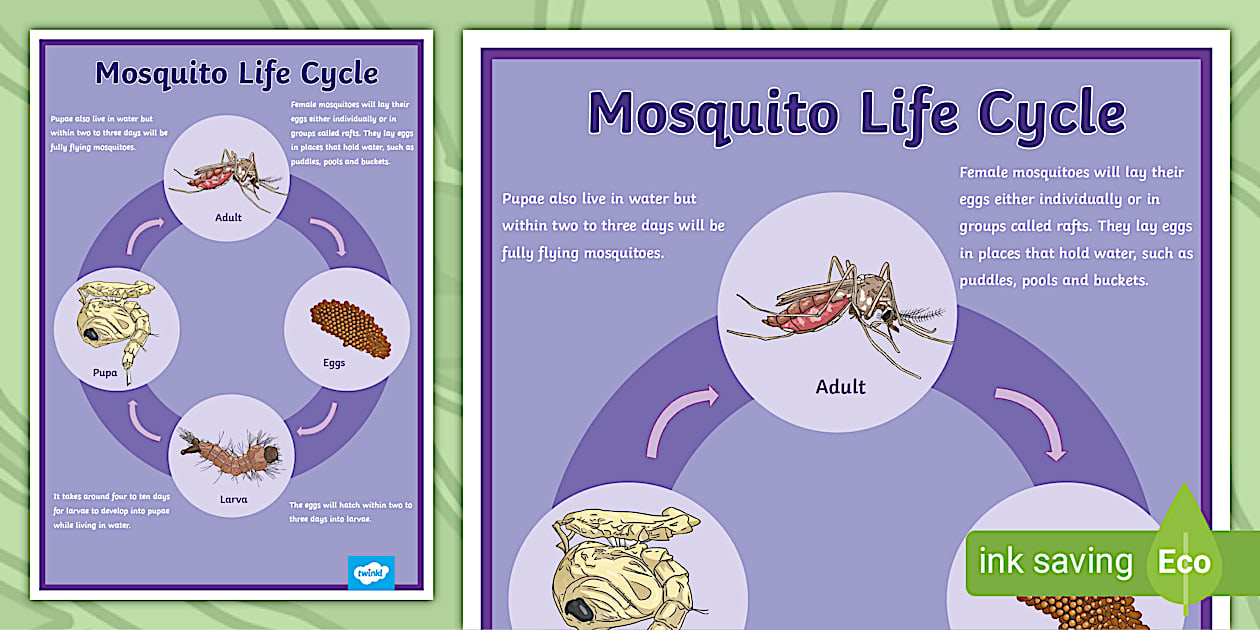 Mosquito Life Cycle Display Poster (teacher made) - Twinkl