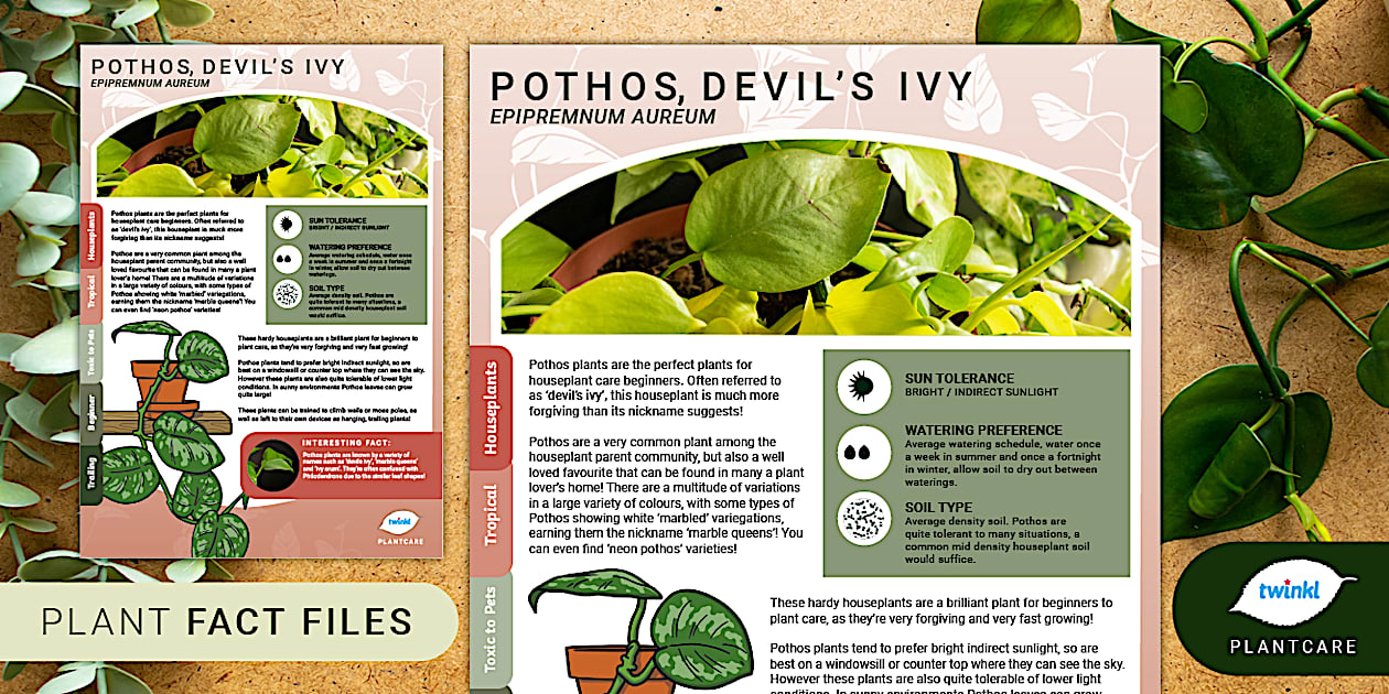 Houseplant Fact File: Pothos Plant, Devils Ivy - Plantcare