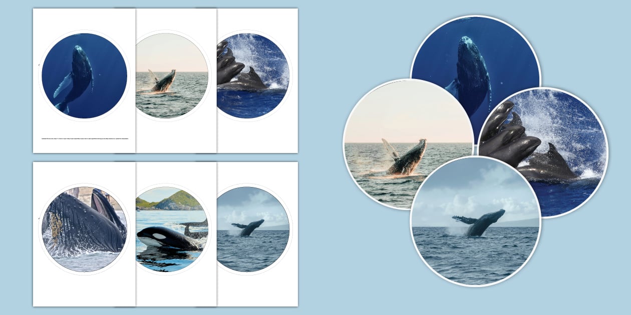 Whales Photos Cut Outs Twinkl Animal Display - Twinkl