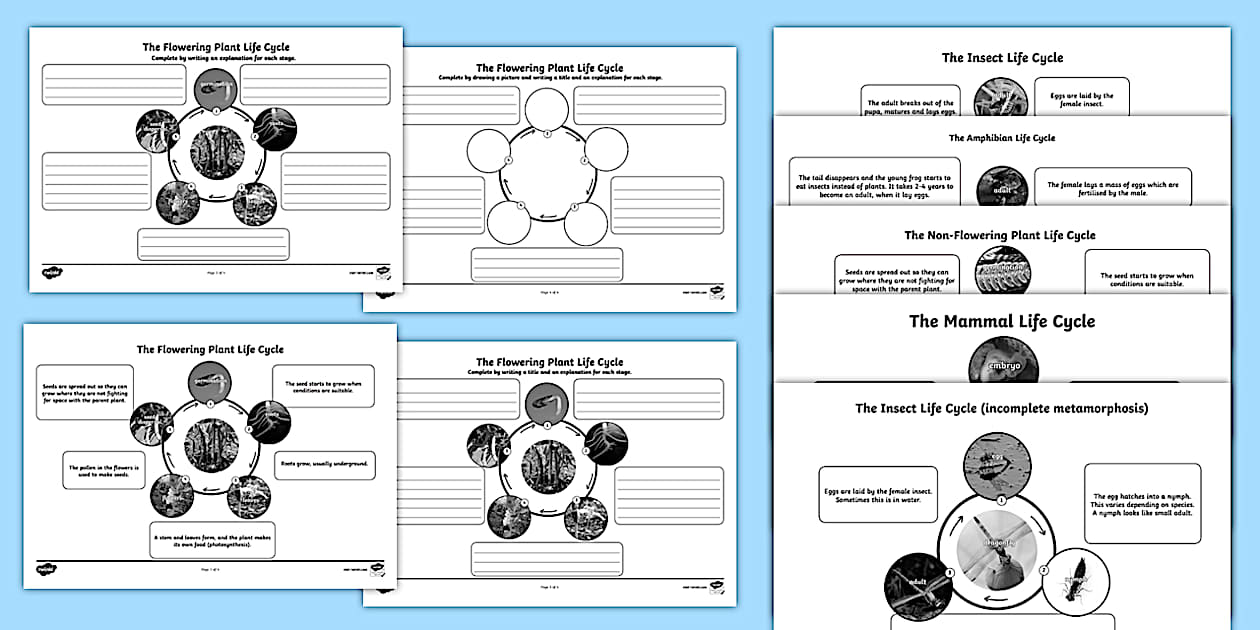 Year 5 Differentiated Life Cycles Worksheets - Twinkl