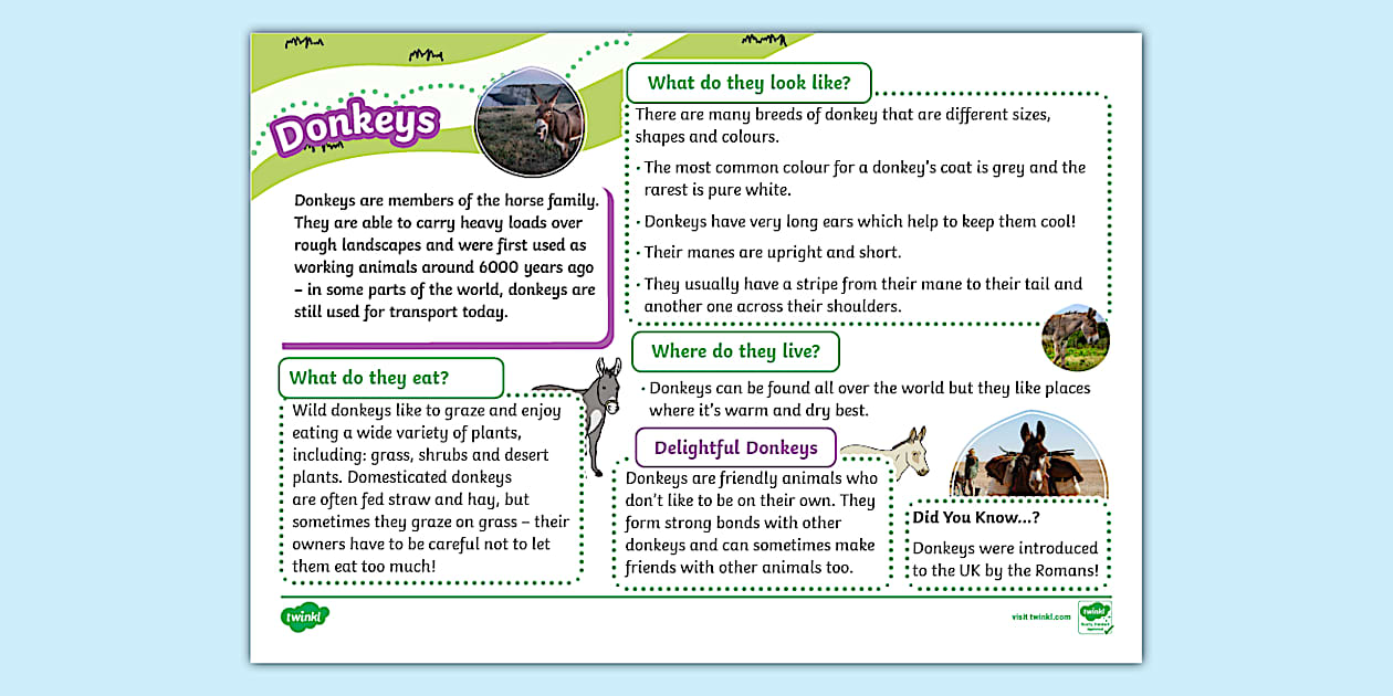 Donkey Fact File (creat de profesori) - Twinkl