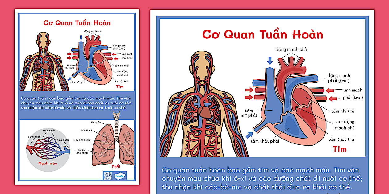 Poster Cơ Quan Tuần Hoàn (Teacher-Made) - Twinkl