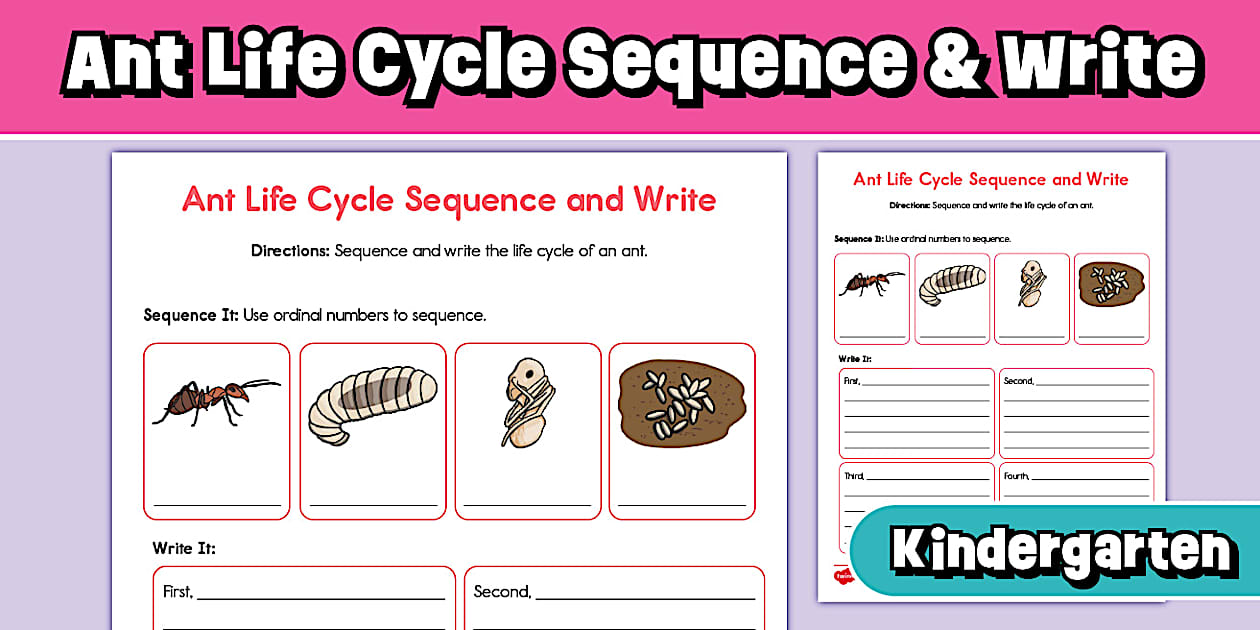 Kindergarten Ant Life Cycle Sequence and Write Worksheet