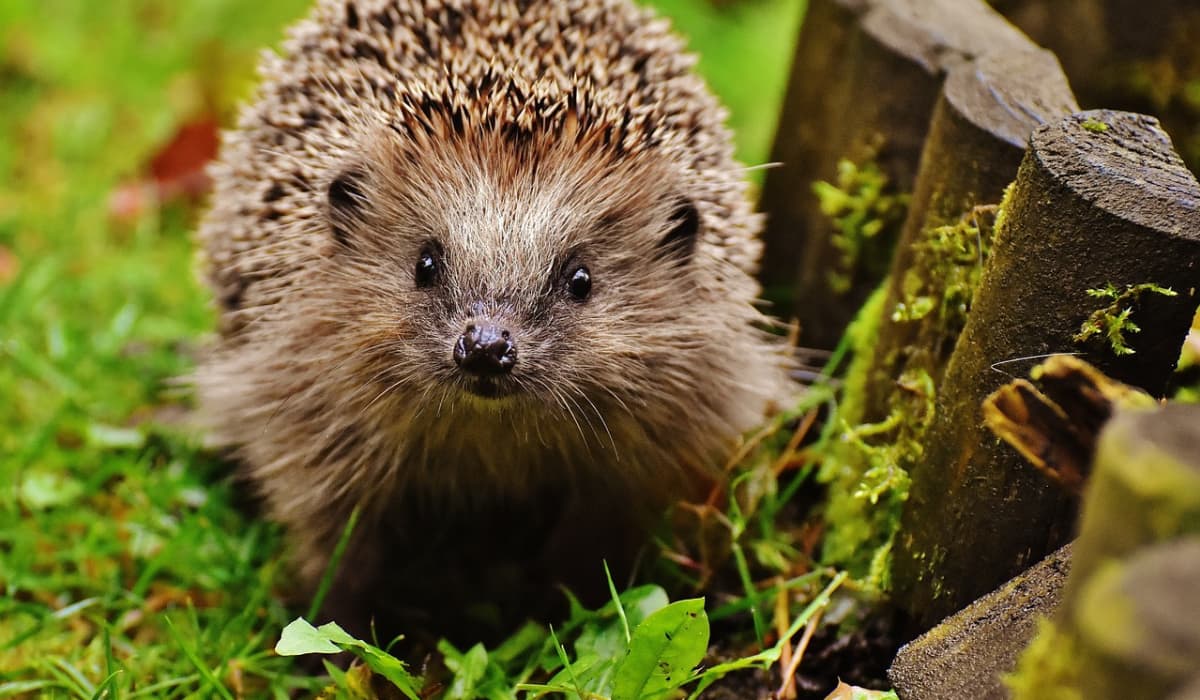 World Wildlife Day - Twinkl NewsRoom - Twinkl