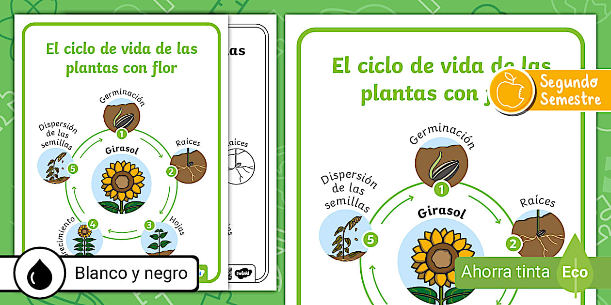 Póster: El ciclo vital de las plantas con flor - Twinkl