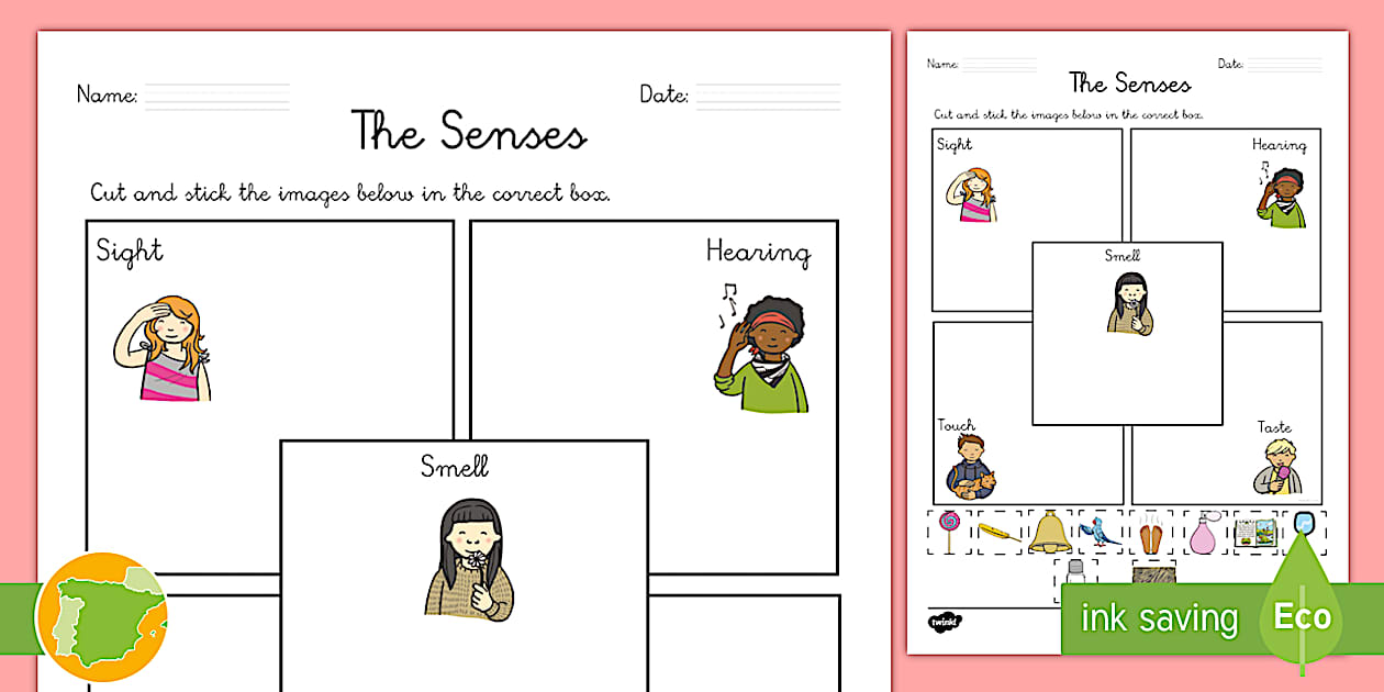 My Senses Worksheet (teacher made) - Twinkl