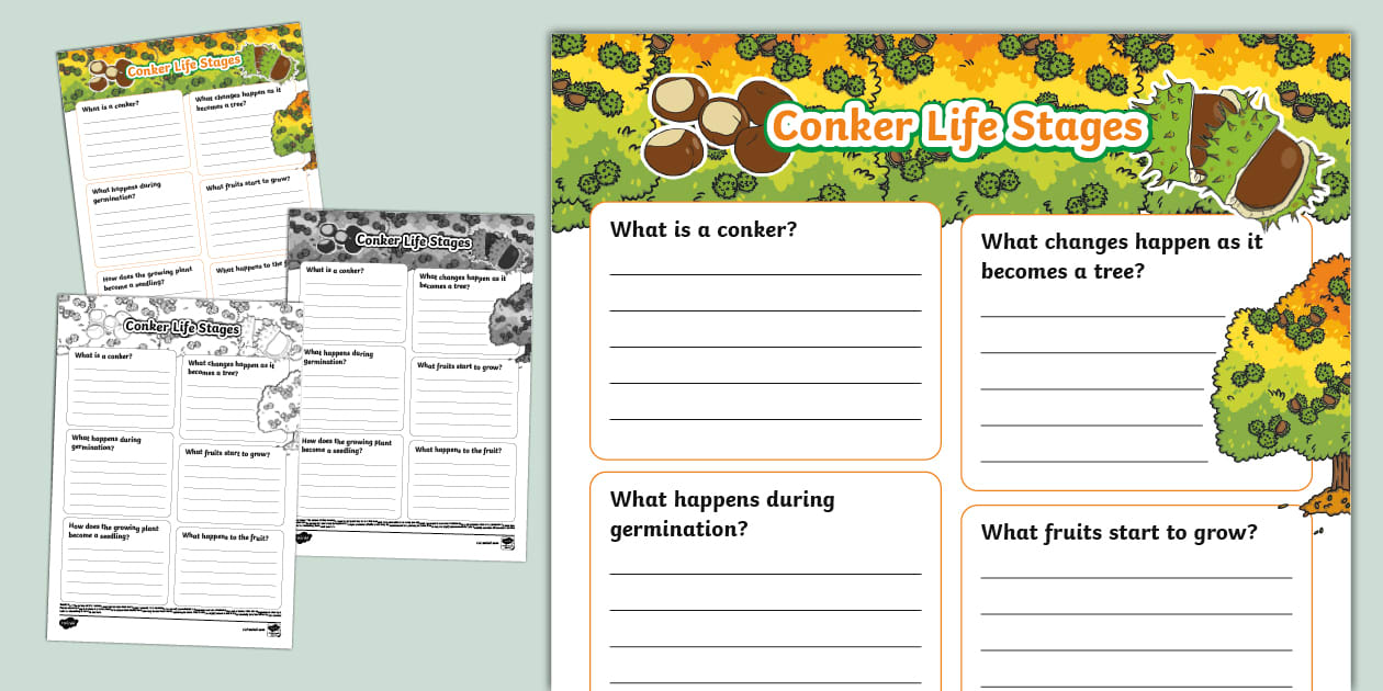 Conker Life Stages Fact File Template (Teacher-Made)