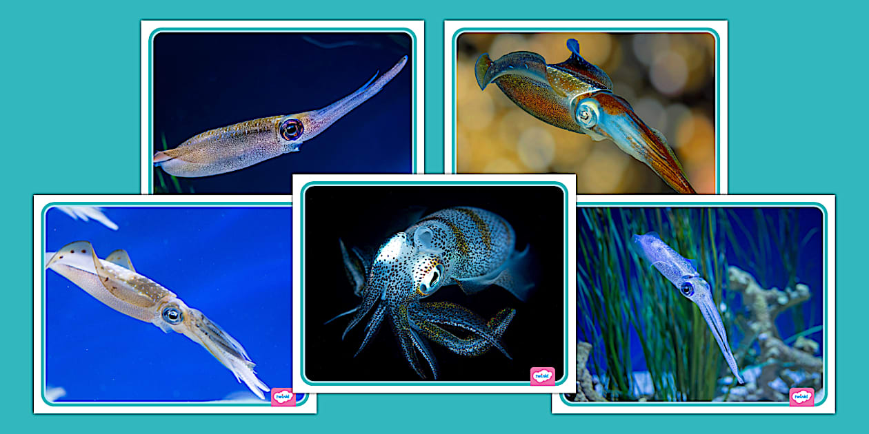 Squid Photos (Teacher-Made) - Twinkl