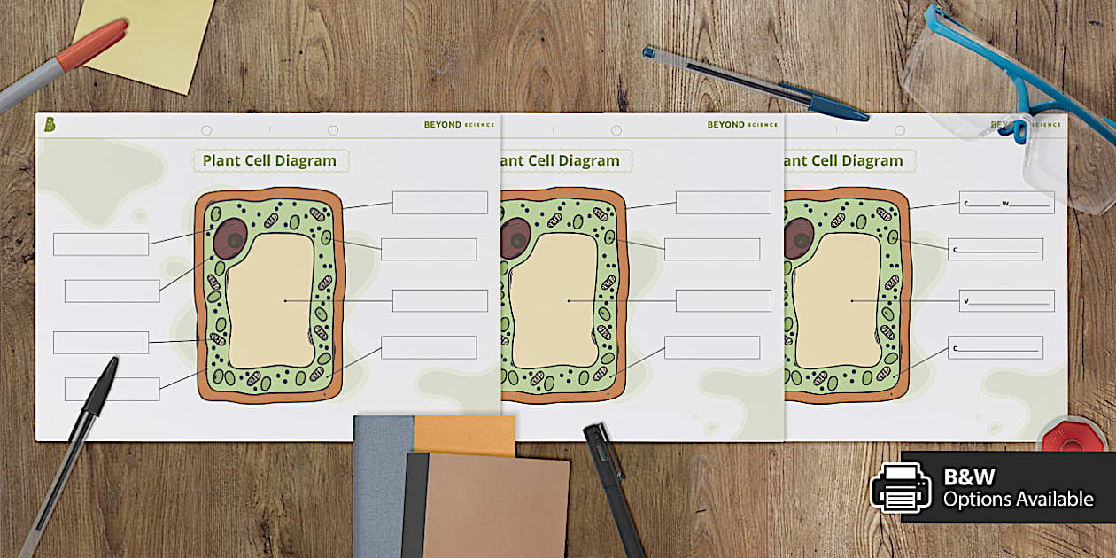Plant Cell Labels Activity Sheet - Beyond - Twinkl