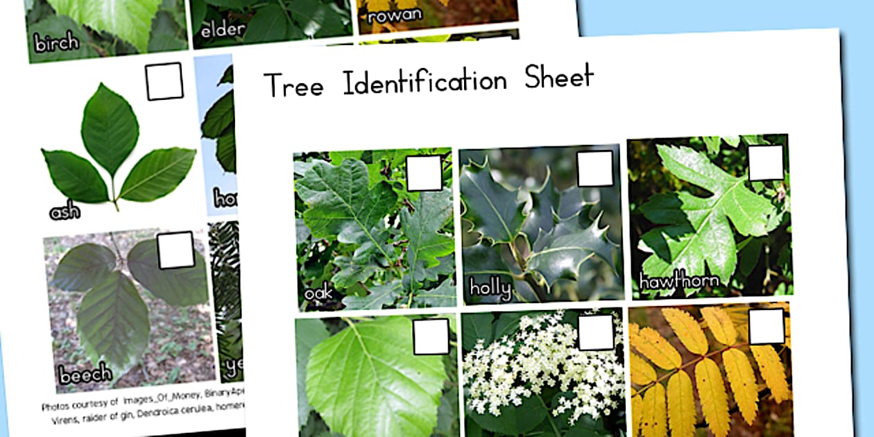 Tree Identification Photo Sheet (teacher made) - Twinkl