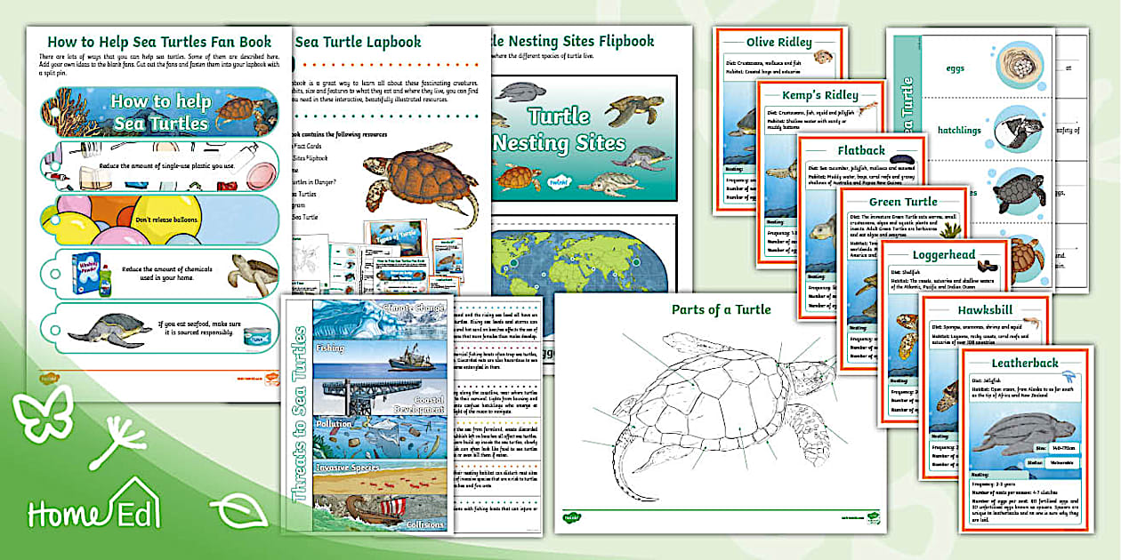 Sea Turtles Lapbook (teacher made) - Twinkl