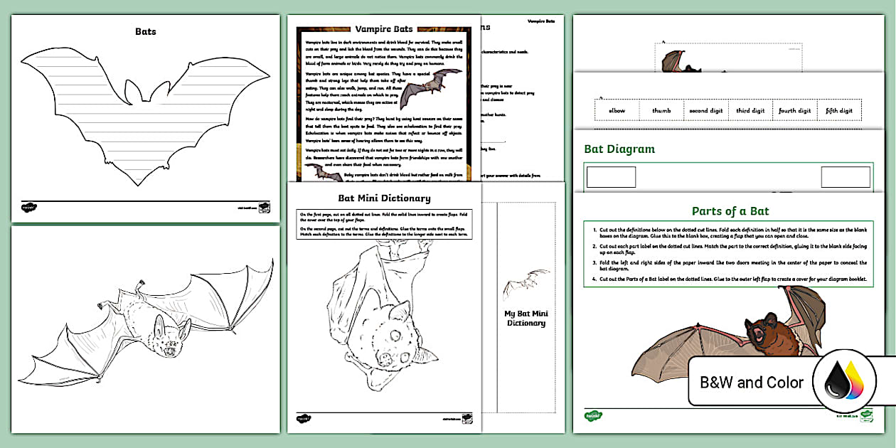 All About Bats Activity | Halloween Resources | Twinkl USA