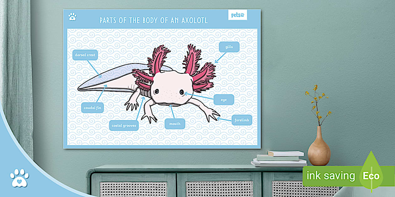 Parts of the Body of an Axolotl - Axolotl Anatomy Poster