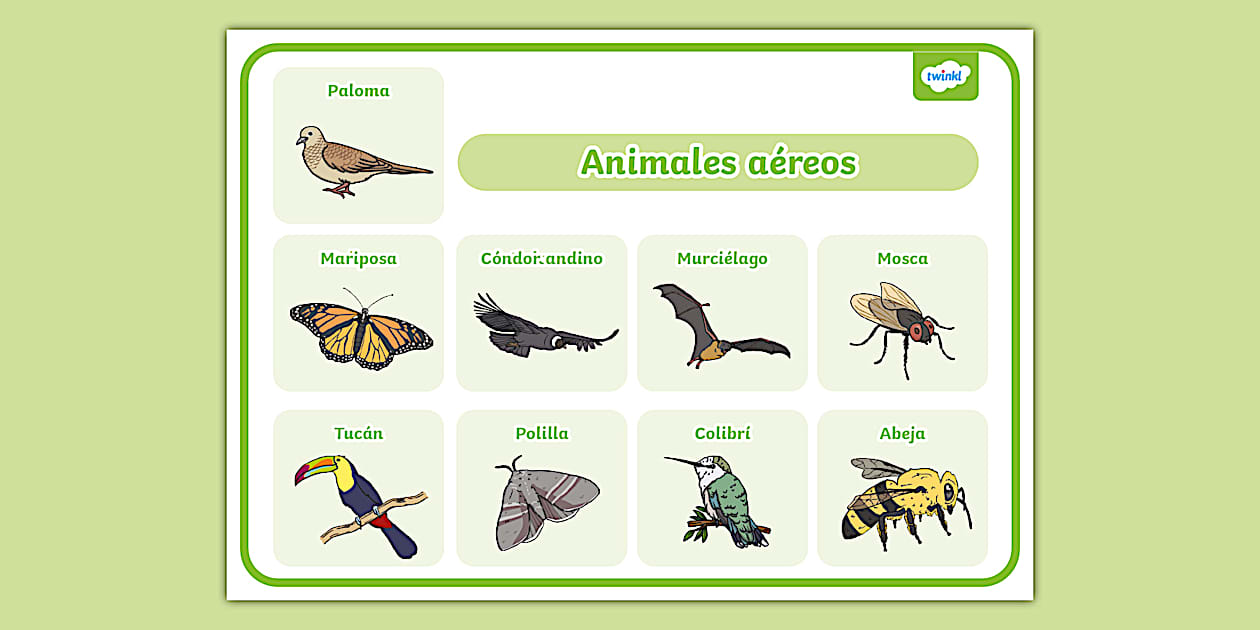 Lámina de animales aéreos | Recursos Educativos Twinkl