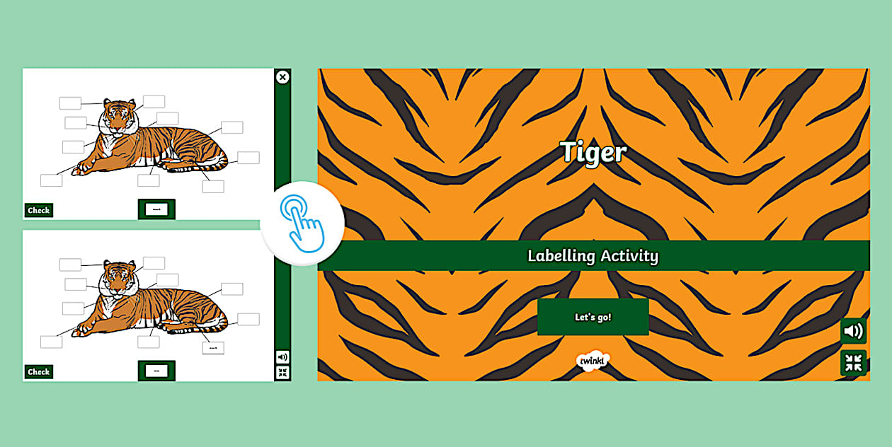 Tiger Interactive Labelling Activity (Teacher-Made) - Twinkl