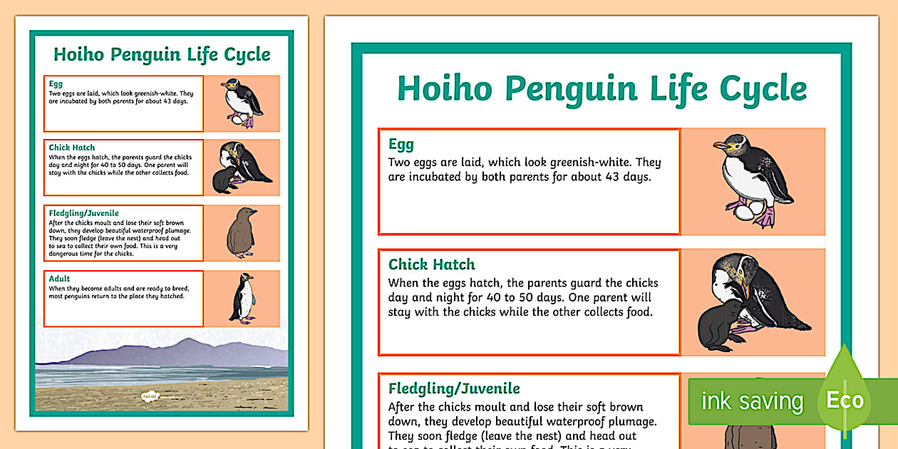 Yellow-Eyed Penguin/Hoiho Life Cycle Display Poster - Twinkl