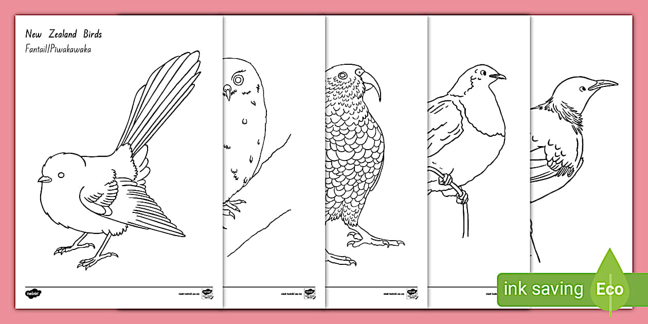 NZ Native Bird Outline Colouring Pages Pack - Twinkl