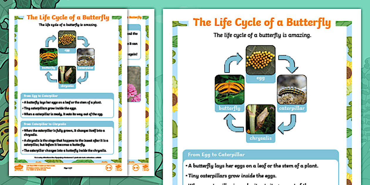 Life Cycle of a Butterfly Fact File (teacher made) - Twinkl