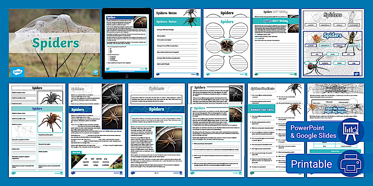Fourth Grade Spiders Activity Pack (teacher made) - Twinkl