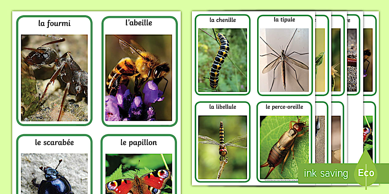 Flascards : Les petites bêtes