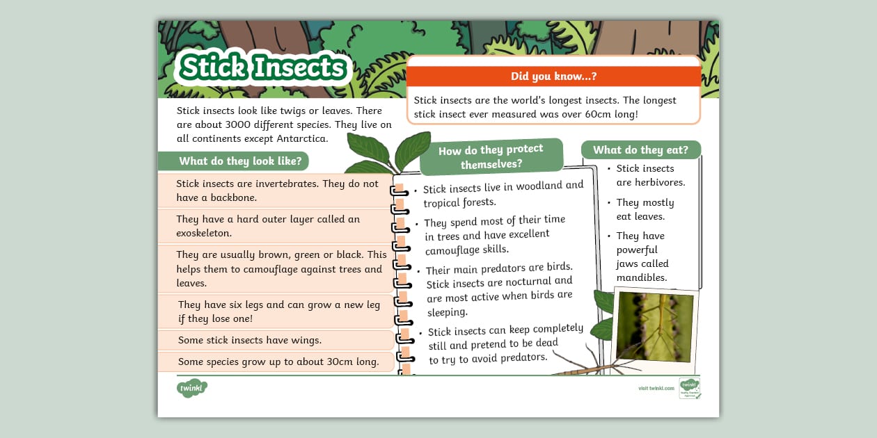 KS1 Stick Insect Fact File (teacher made) - Twinkl