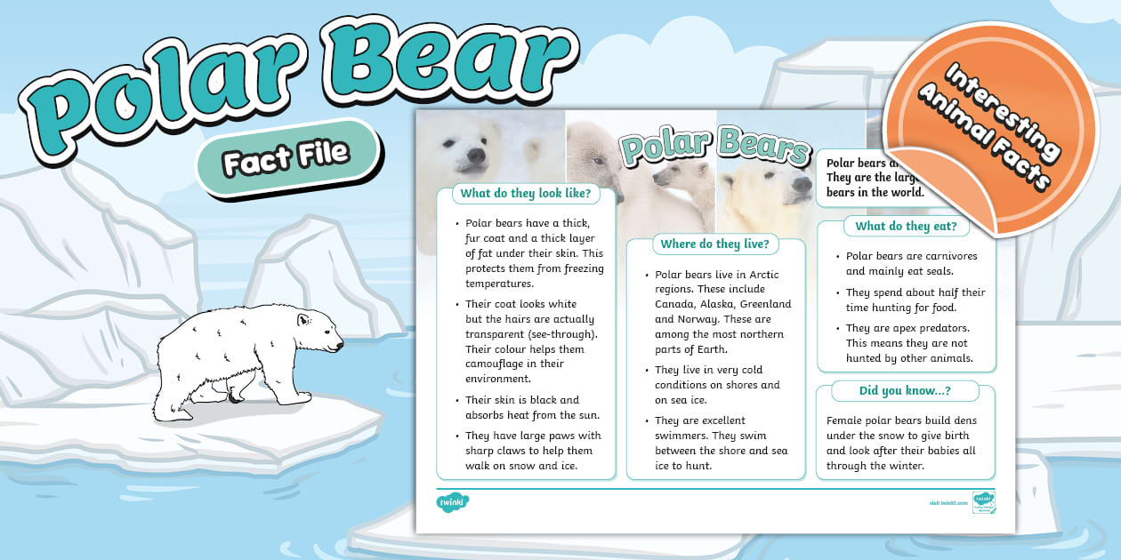 KS1 Polar Bear Fact File