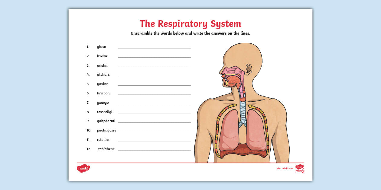 The Respiratory System Word Unscramble (teacher made)