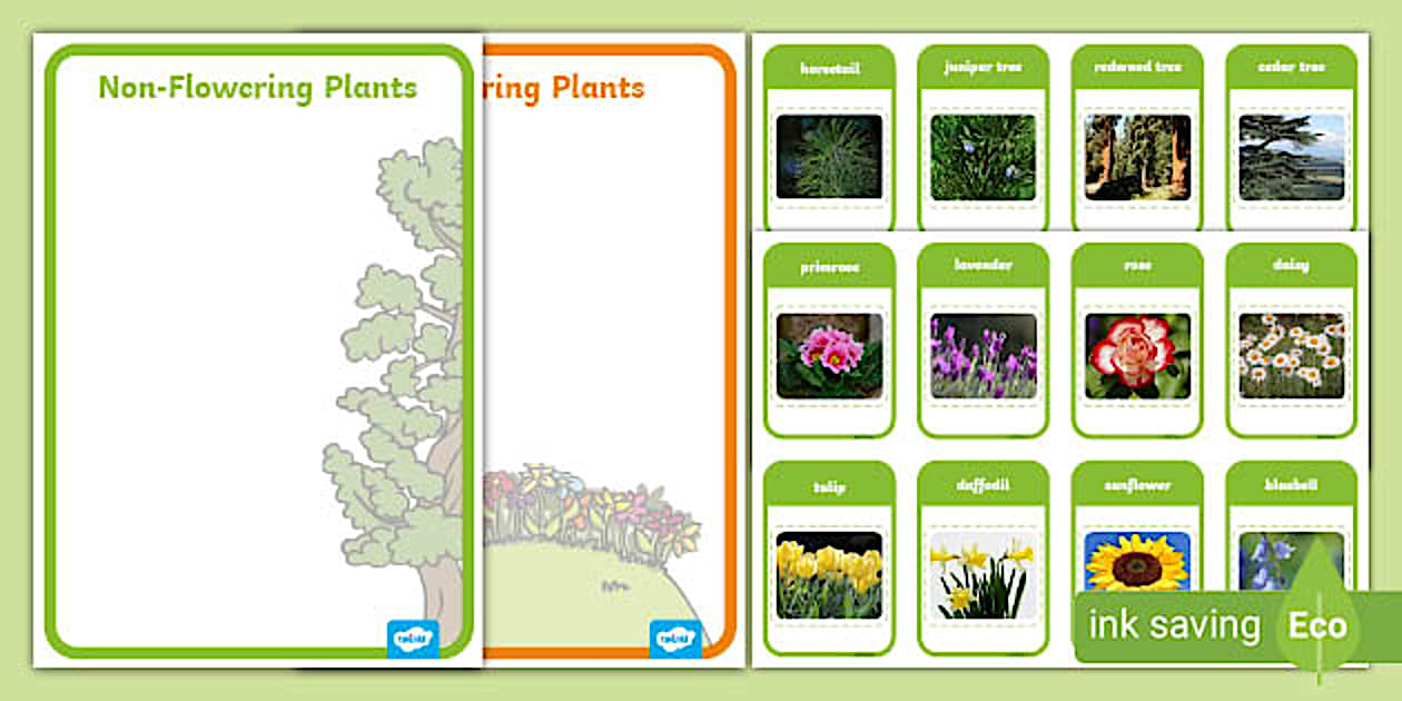 Flowering and Non-Flowering Plant Sorting Activity | Twinkl