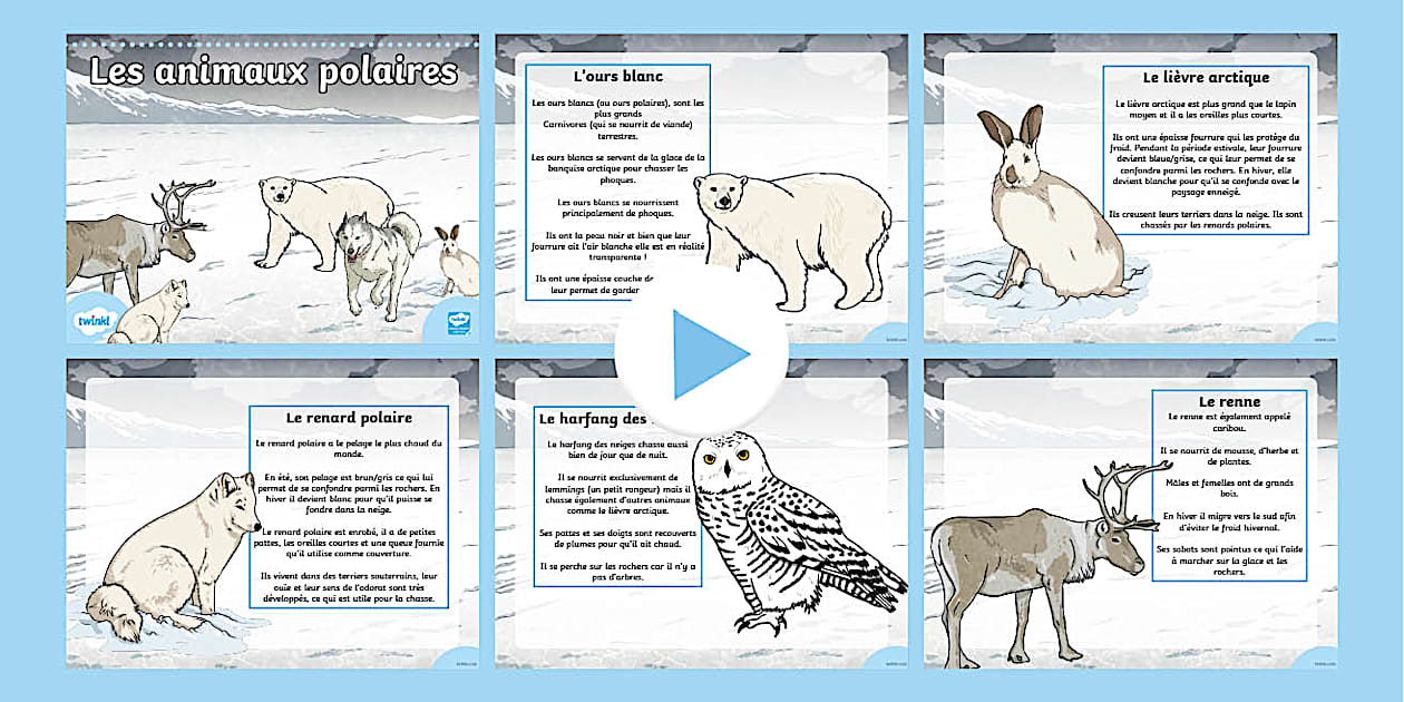PowerPoint: L'habitat des animaux polaires (Teacher-Made)
