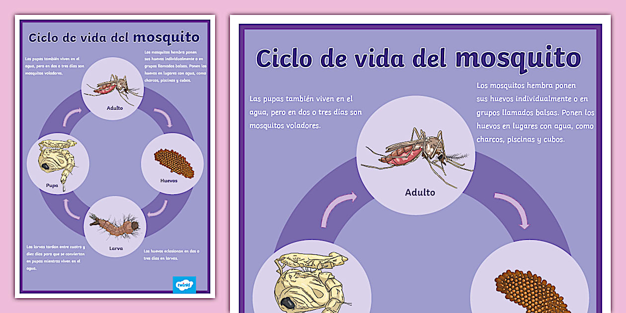 Póster: ciclo de vida del mosquito (Teacher-Made) - Twinkl