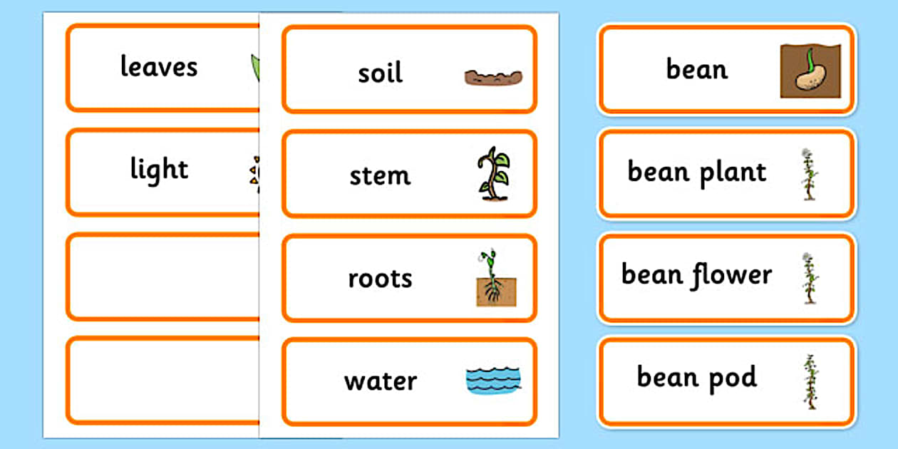 Cursive Life Cycle of a Bean Word Cards - Twinkl