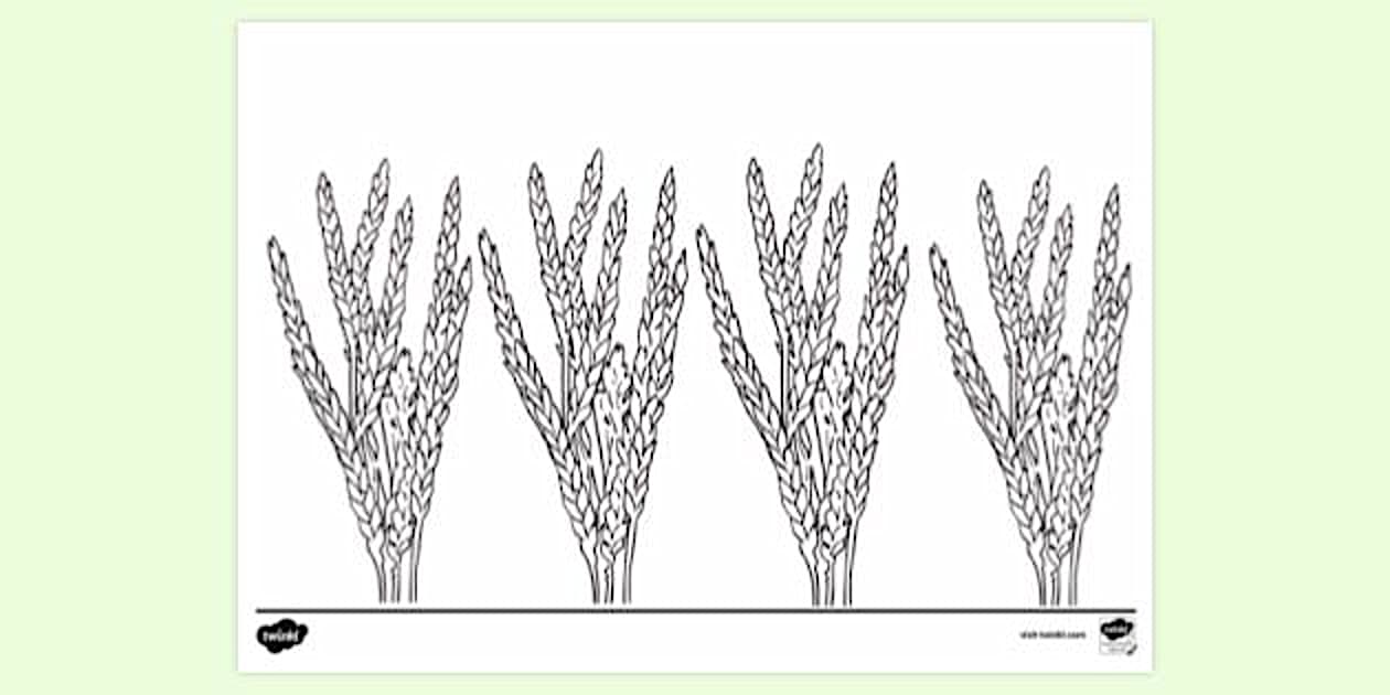 Grain Colouring | Colouring Sheet (Teacher-Made) - Twinkl
