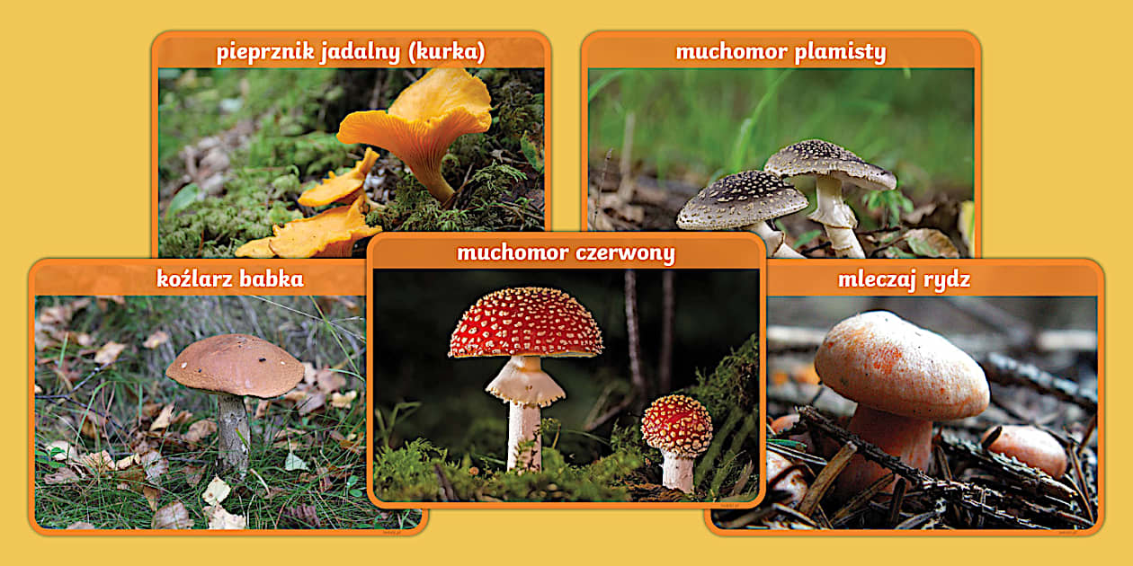 Gatunki grzybów | Zdjęcia na gazetkę | Jesień - Twinkl