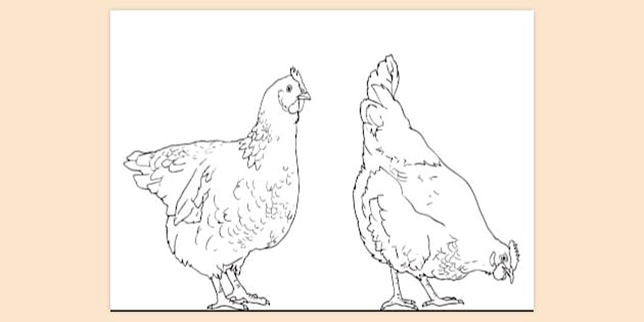 Chicken Colouring Page | Colouring Sheet (teacher made)