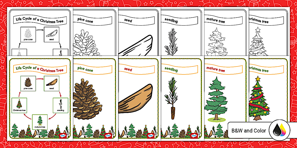 Life Cycle of a Christmas Tree Posters (teacher made)