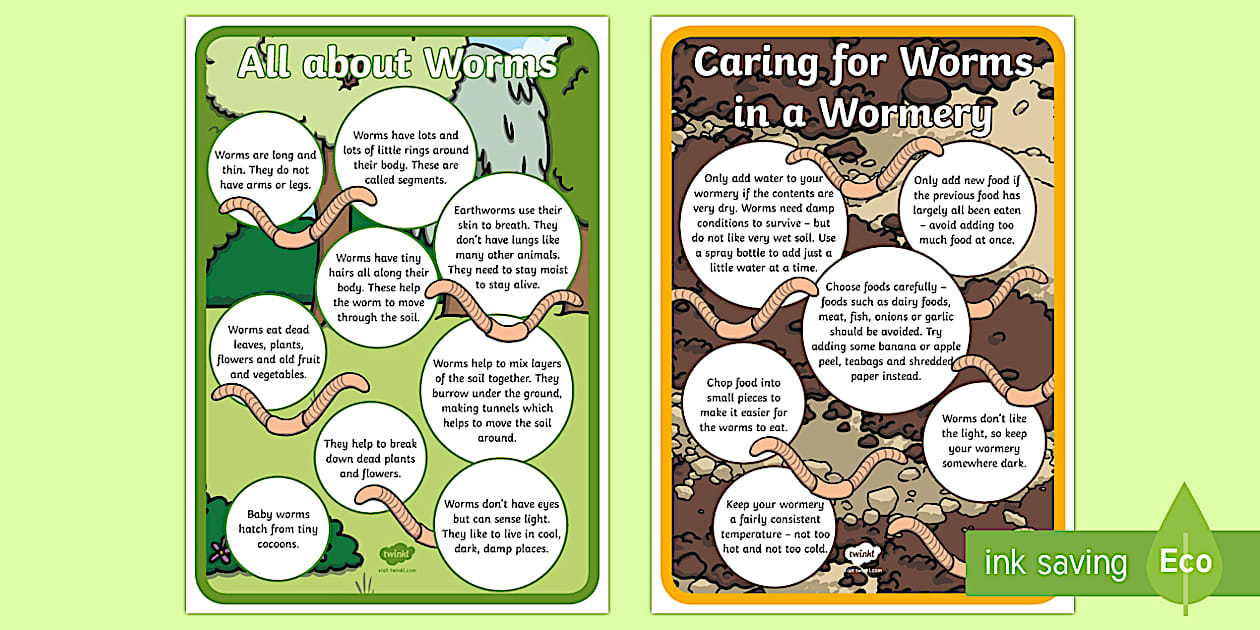 Editable Worms and Wormery Care Display Facts Posters