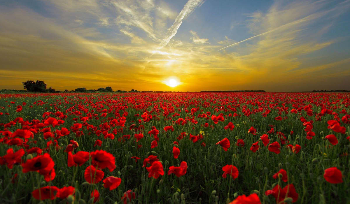 Poppy Appeal Launched - Twinkl NewsRoom - Twinkl