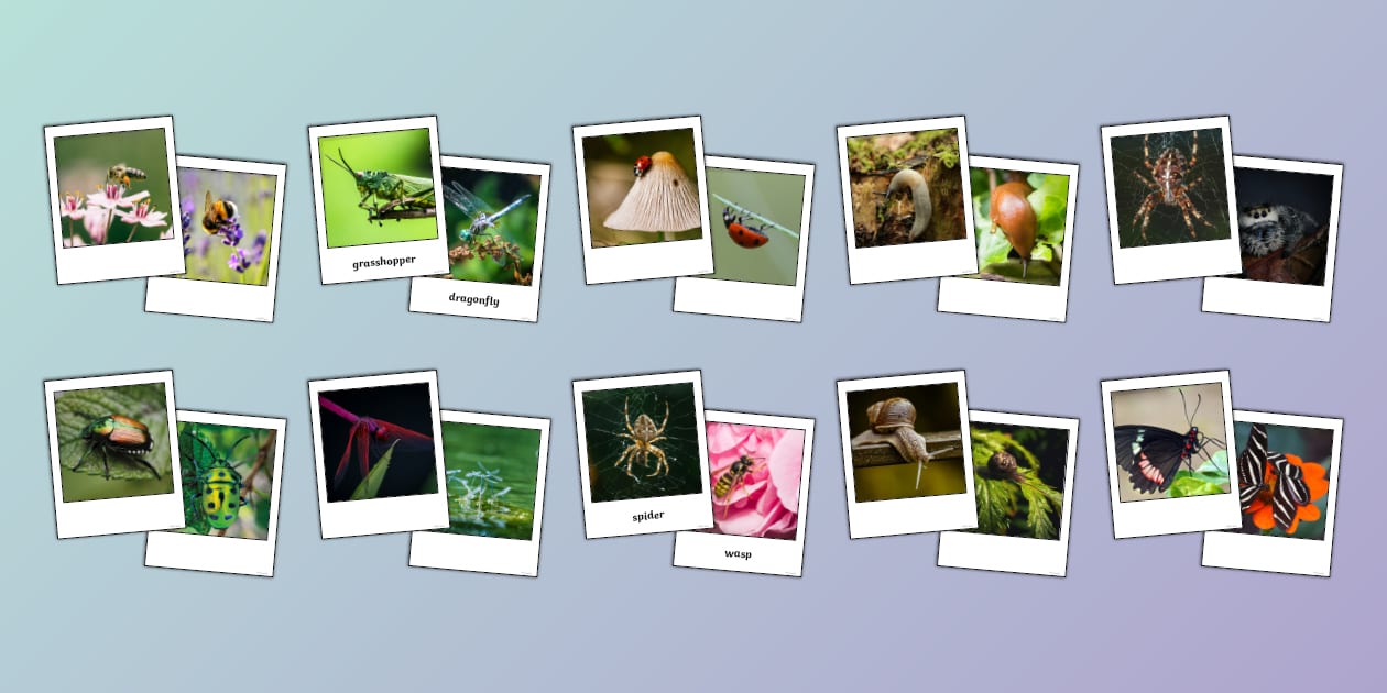 Minibeasts Instant Photo Style Display Pack (teacher made)
