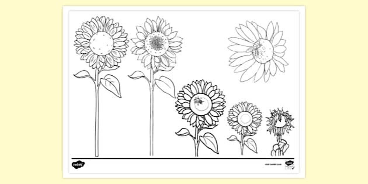 Sunflower Colouring Page | Colouring Sheets (teacher made)