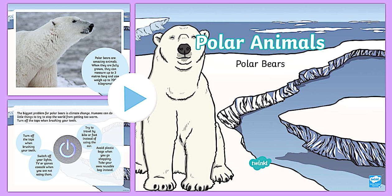 Polar Bear Fact File | PowerPoint - Primary Resources