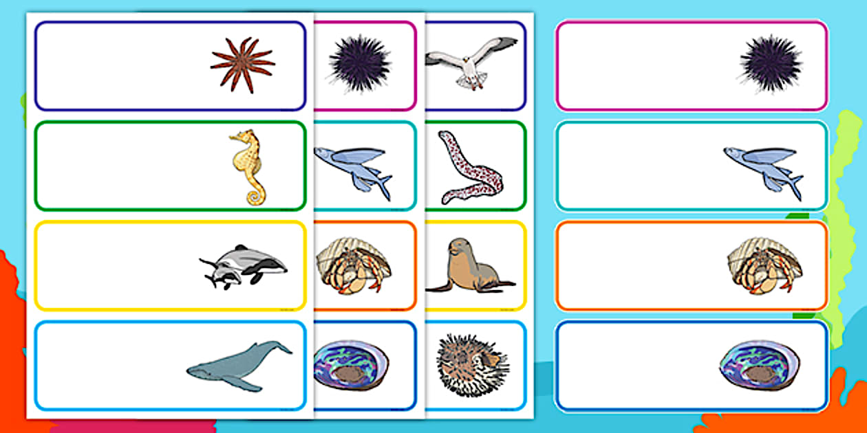 Rocky Shore Themed Drawer Labels - Twinkl