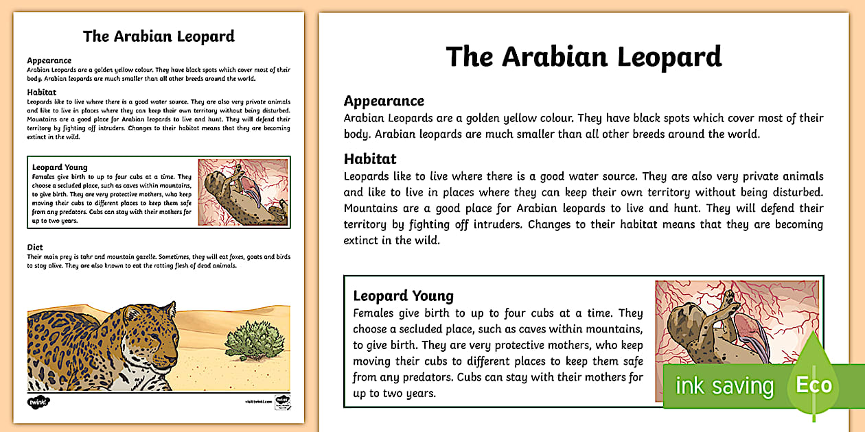 Black and White Arabian Leopard Fact File - Twinkl